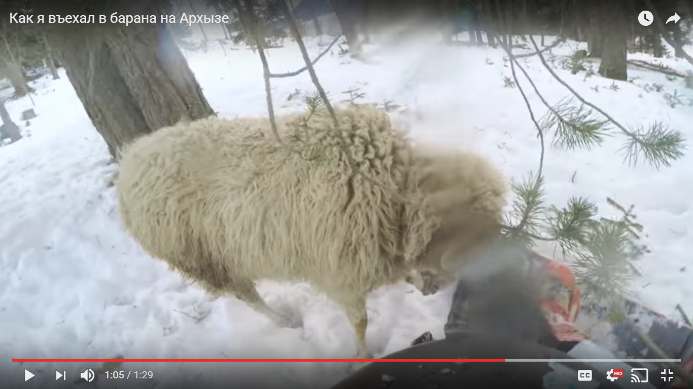 WATCH: Hazards of Snowboarding in Russia Include Rocks, Trees…and Sheep ...